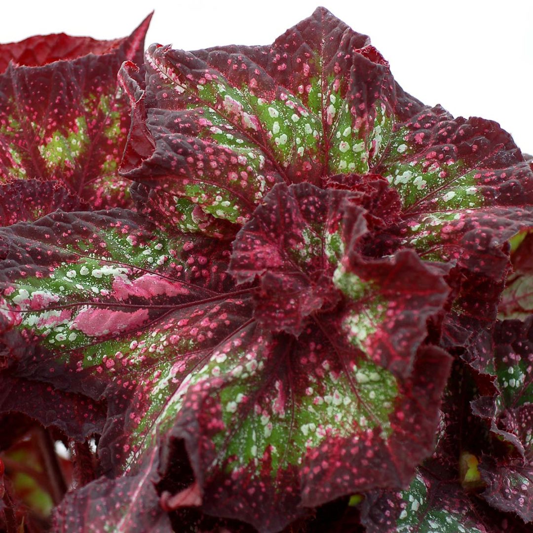 Begonia NAUTILUS™ ‘Supreme’ | TERRA NOVA® Nurseries, Inc.