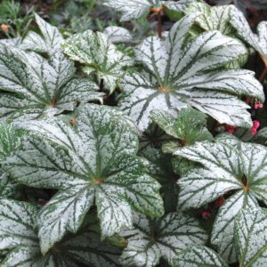 Begonia ‘Silver Splendor’ | TERRA NOVA® Nurseries, Inc.