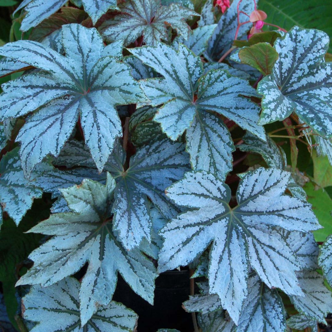 Begonia ‘Silver Splendor’ | TERRA NOVA® Nurseries, Inc.
