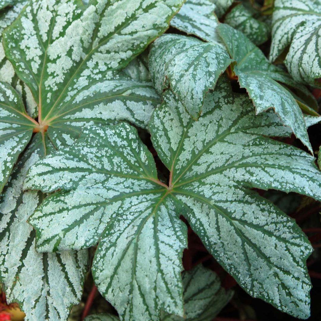 Begonia ‘Silver Splendor’ | TERRA NOVA® Nurseries, Inc.