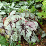 Begonia T REX® ‘First Blush’ | TERRA NOVA® Nurseries, Inc.