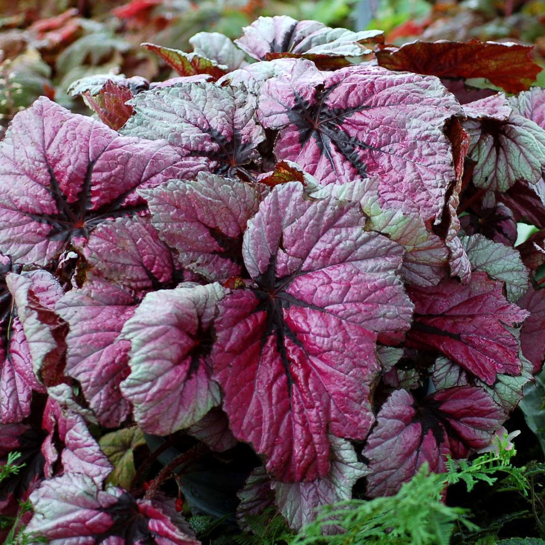Begonia T REX® ‘First Blush’ | TERRA NOVA® Nurseries, Inc.