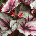 Begonia T REX® ‘First Blush’ | TERRA NOVA® Nurseries, Inc.
