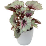Begonia T REX® ‘First Blush’ | TERRA NOVA® Nurseries, Inc.