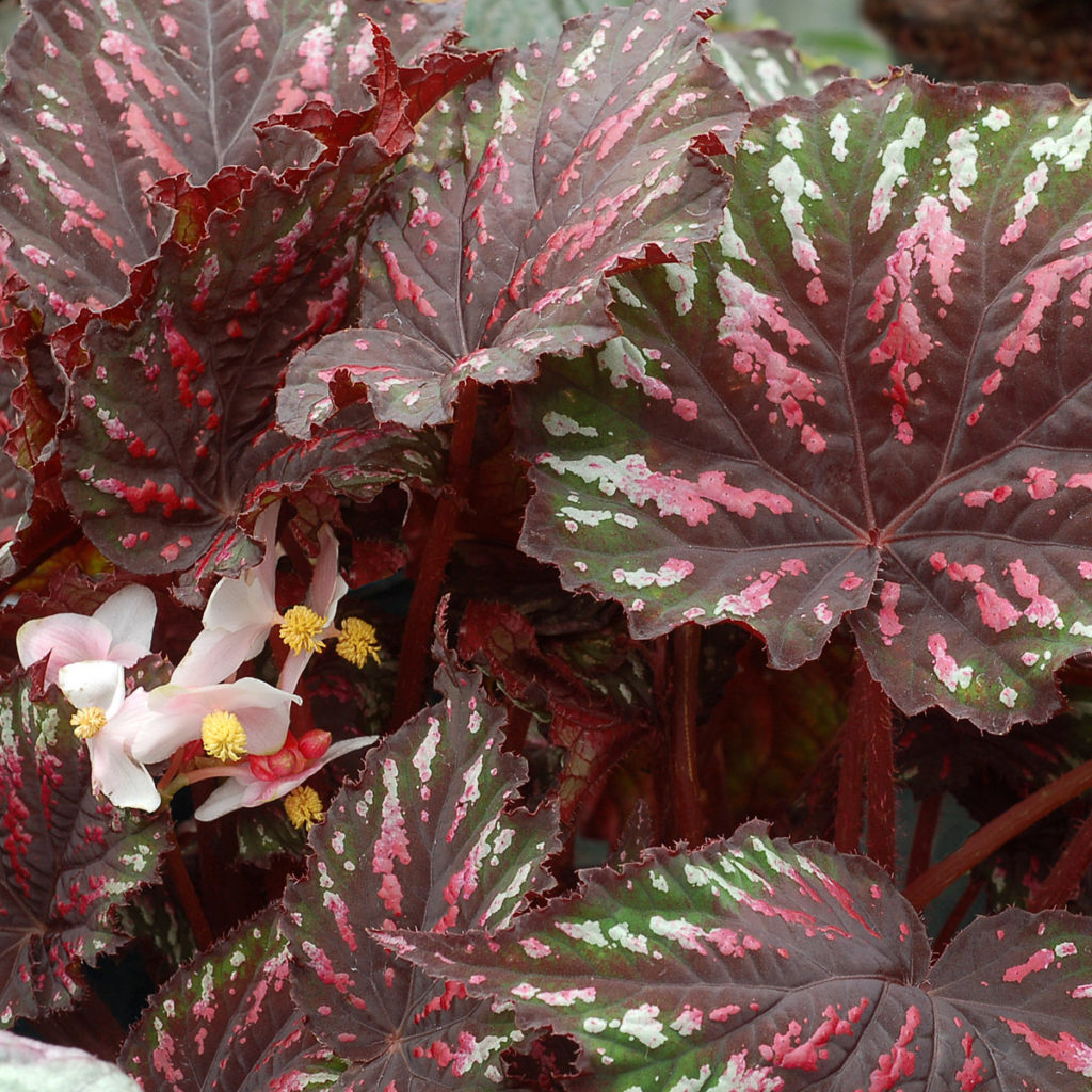 Begonia T REX® ‘Painter’s Palette’ | TERRA NOVA® Nurseries, Inc.