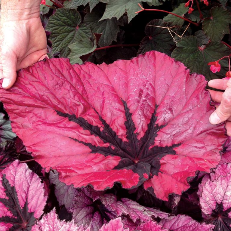 Begonia T REX® ‘Ruby Slippers’ | TERRA NOVA® Nurseries, Inc.