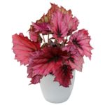 Begonia T REX® ‘Ruby Slippers’ | TERRA NOVA® Nurseries, Inc.
