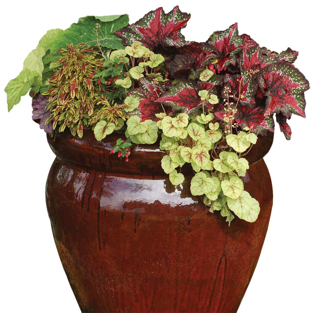 Begonia T REX® ‘St. Nick’ | TERRA NOVA® Nurseries, Inc.