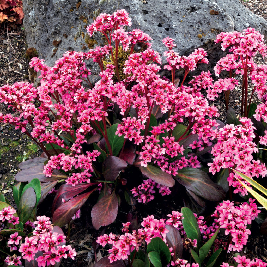 Bergenia ‘Pink Dragonfly’ | TERRA NOVA® Nurseries, Inc.