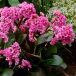Bergenia ‘Spring Fling’ | TERRA NOVA® Nurseries, Inc.