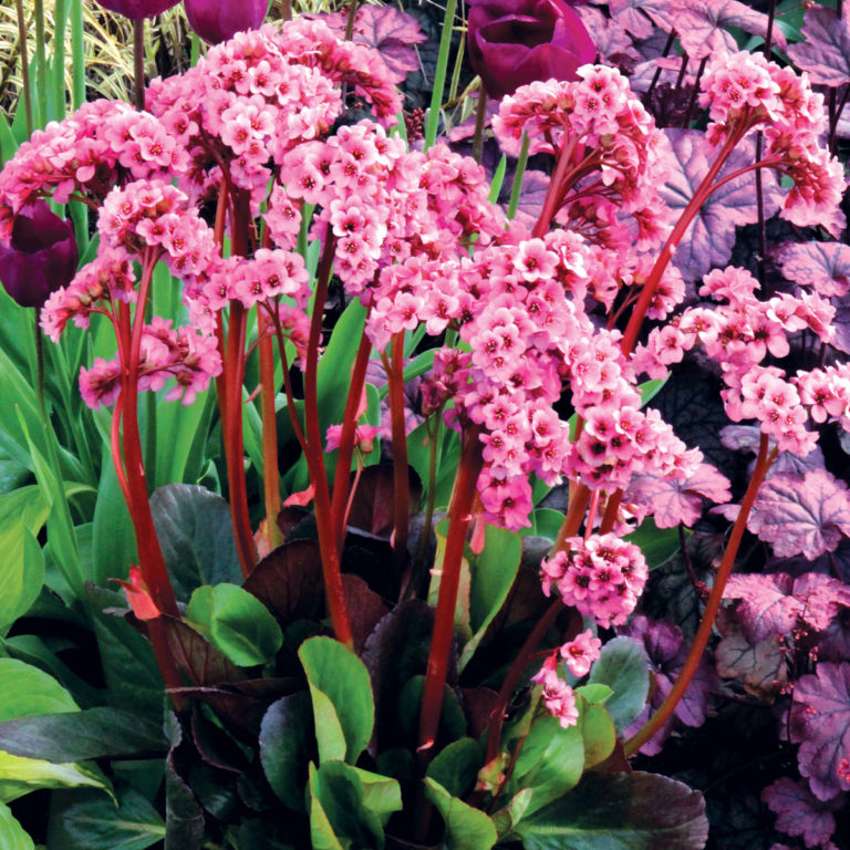 Bergenia ‘Spring Fling’ | TERRA NOVA® Nurseries, Inc.