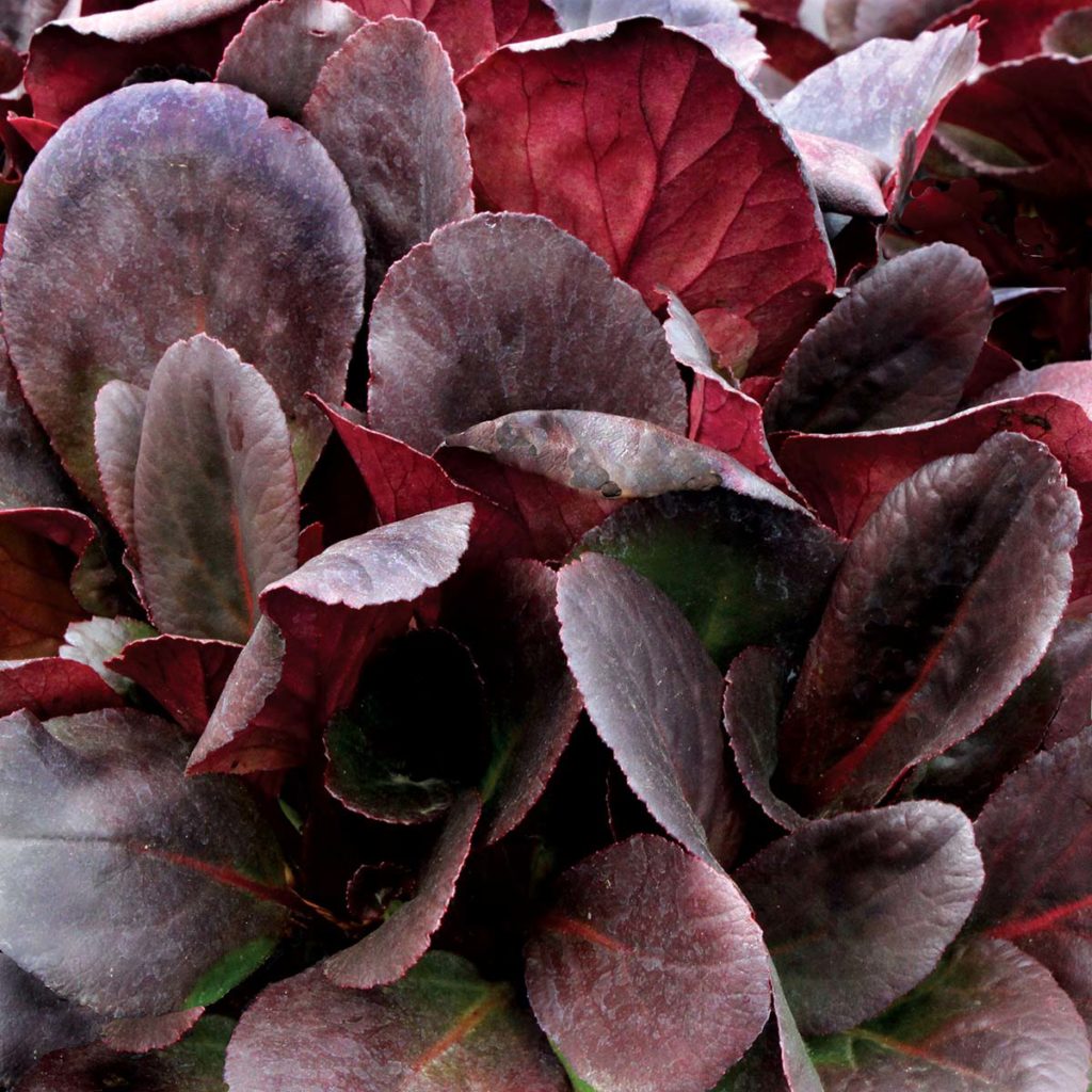 Bergenia ‘Spring Fling’ | TERRA NOVA® Nurseries, Inc.