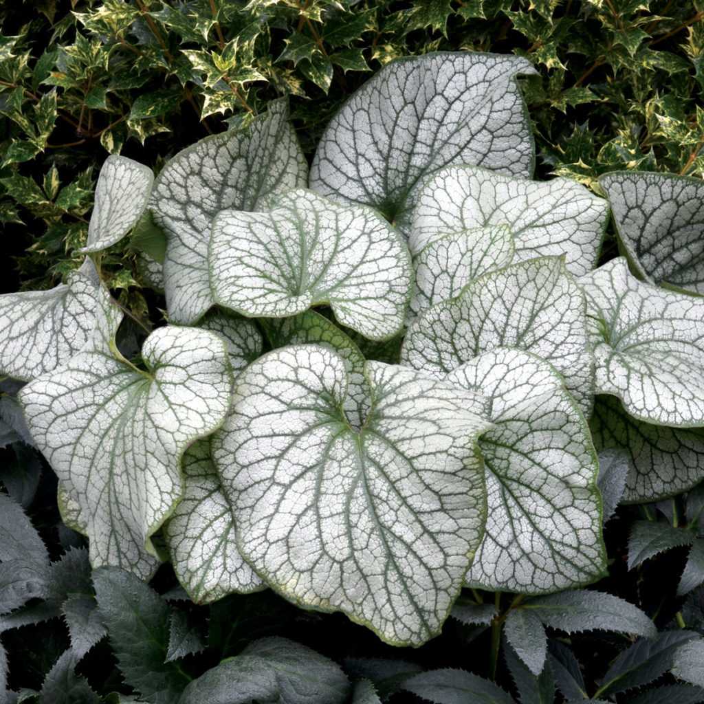 Brunnera ‘Alexander’s Great’ | TERRA NOVA® Nurseries, Inc.