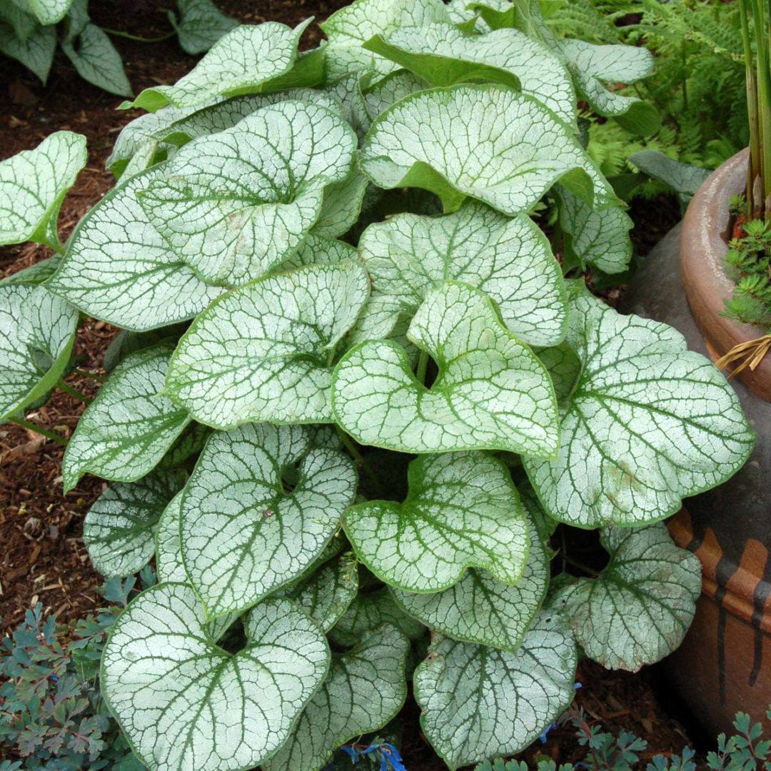 Brunnera ‘Jack Frost’ | TERRA NOVA® Nurseries, Inc.