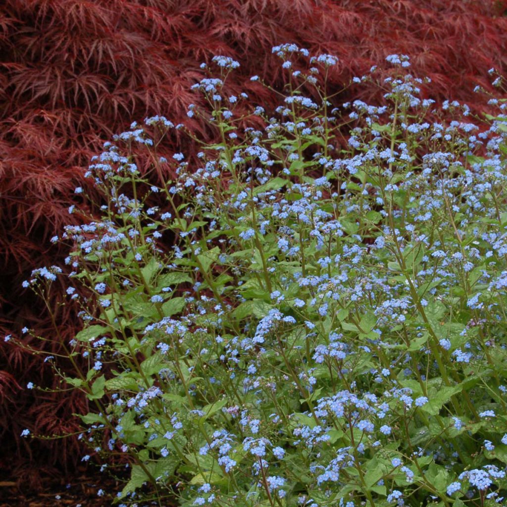 Brunnera ‘Jack Frost’ | TERRA NOVA® Nurseries, Inc.