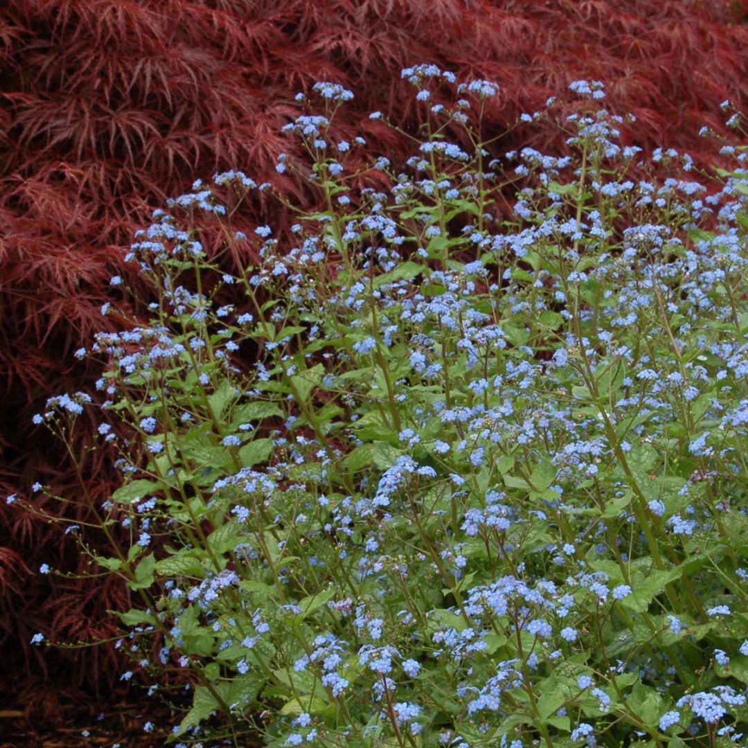 Brunnera ‘Jack Frost’ | TERRA NOVA® Nurseries, Inc.