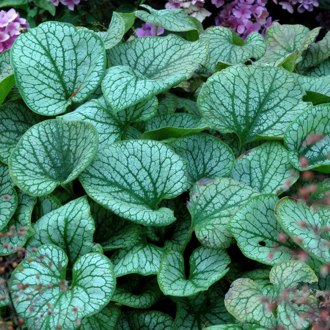 Brunnera ‘Jack Frost’ | TERRA NOVA® Nurseries, Inc.
