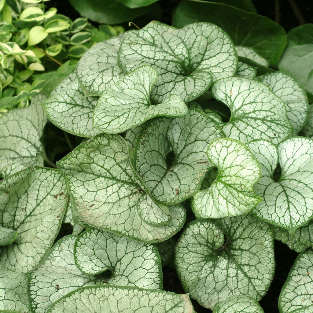 Brunnera ‘Jack Frost’ | TERRA NOVA® Nurseries, Inc.