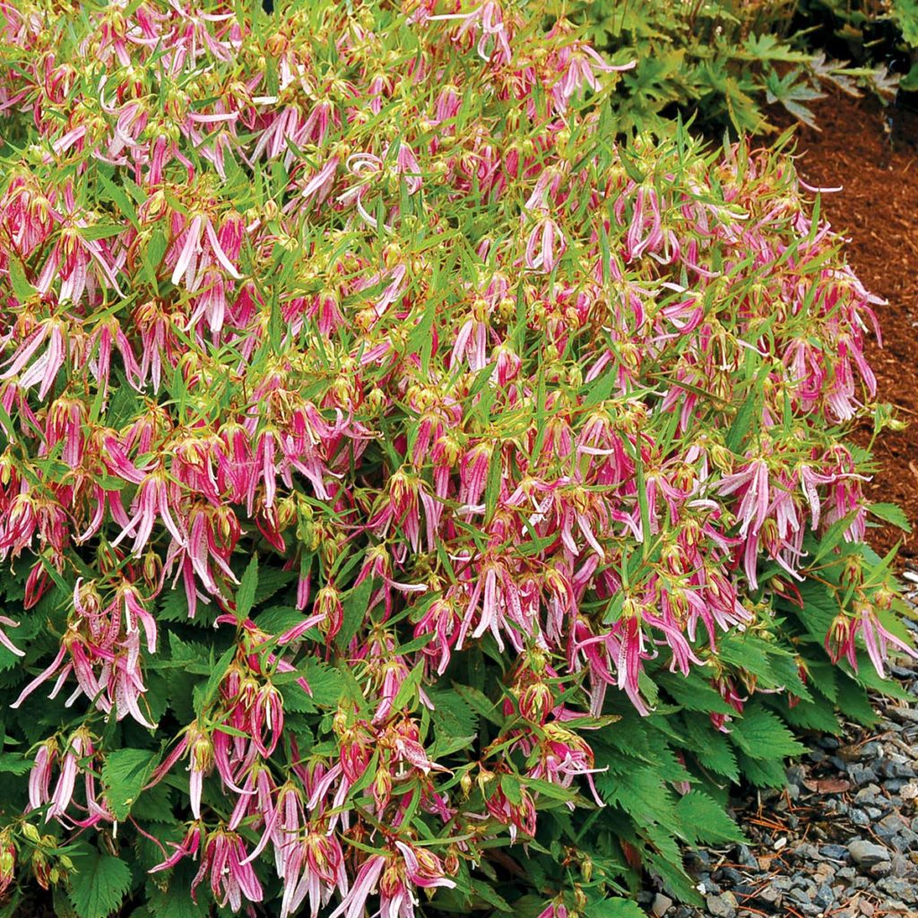 Campanula ‘Pink Octopus’ | TERRA NOVA® Nurseries, Inc.