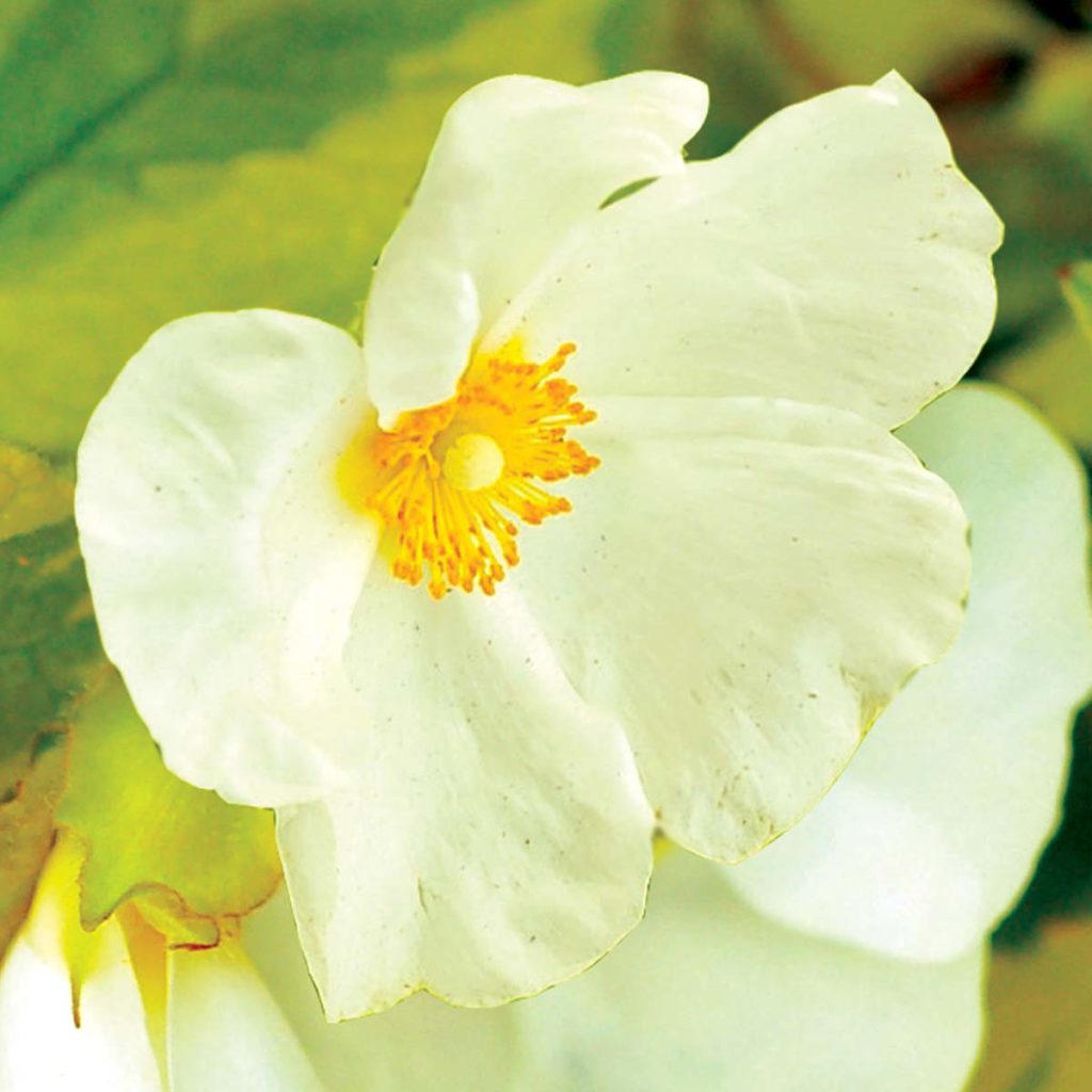 Cistus ‘Mickie’ | TERRA NOVA® Nurseries, Inc.