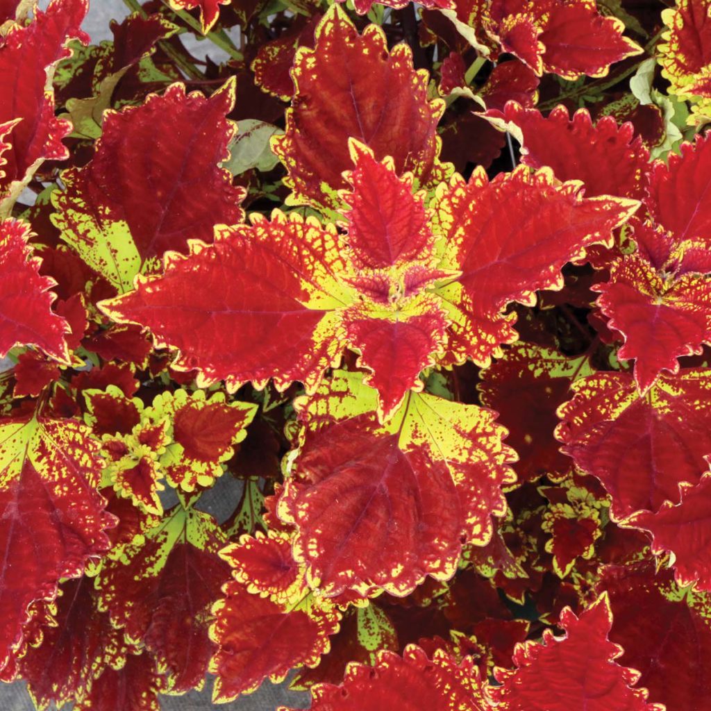 Coleus | TERRA NOVA® Nurseries, Inc.
