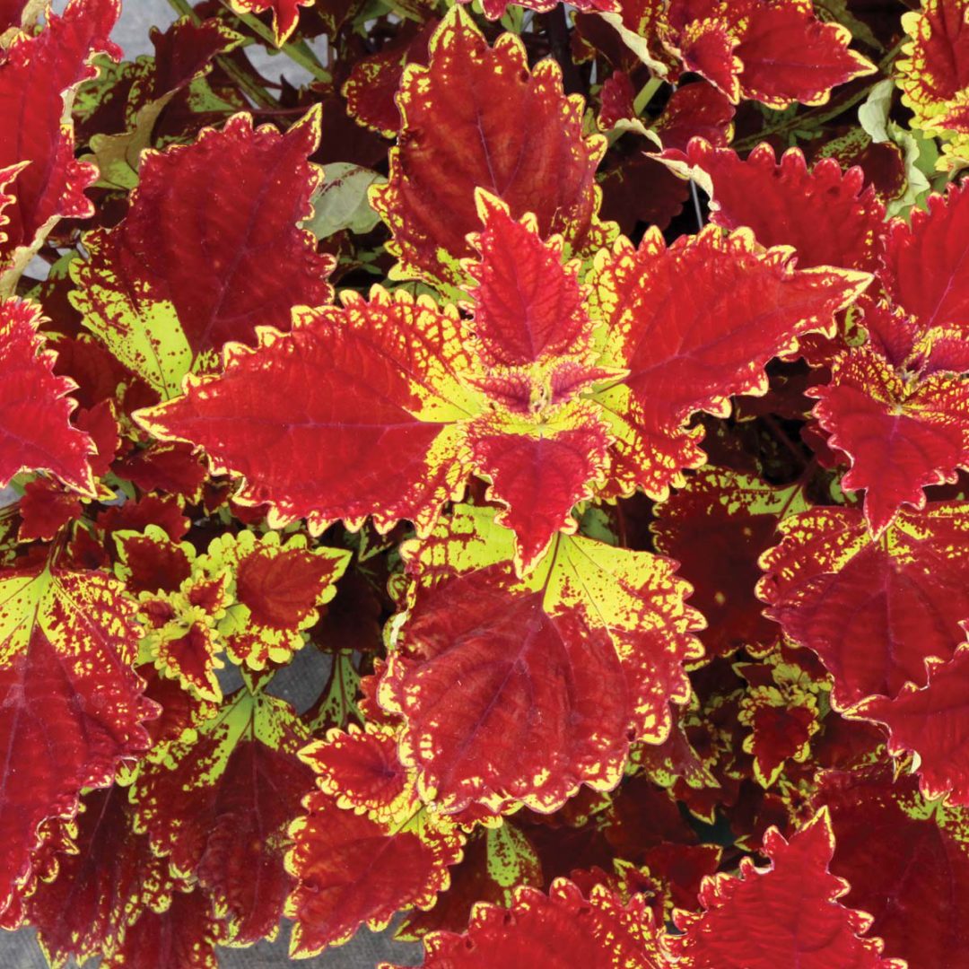 Coleus COLOR CLOUDS™ ‘Be Mine’ | TERRA NOVA® Nurseries, Inc.
