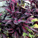 Coleus FANCY FEATHERS™ ‘Black’ | TERRA NOVA® Nurseries, Inc.