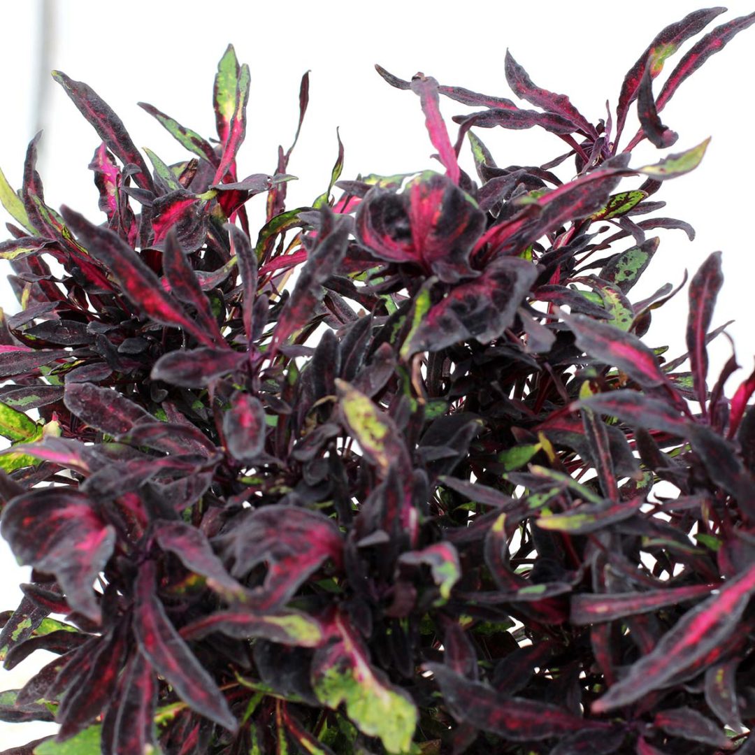 Coleus FANCY FEATHERS™ ‘Black’ | TERRA NOVA® Nurseries, Inc.