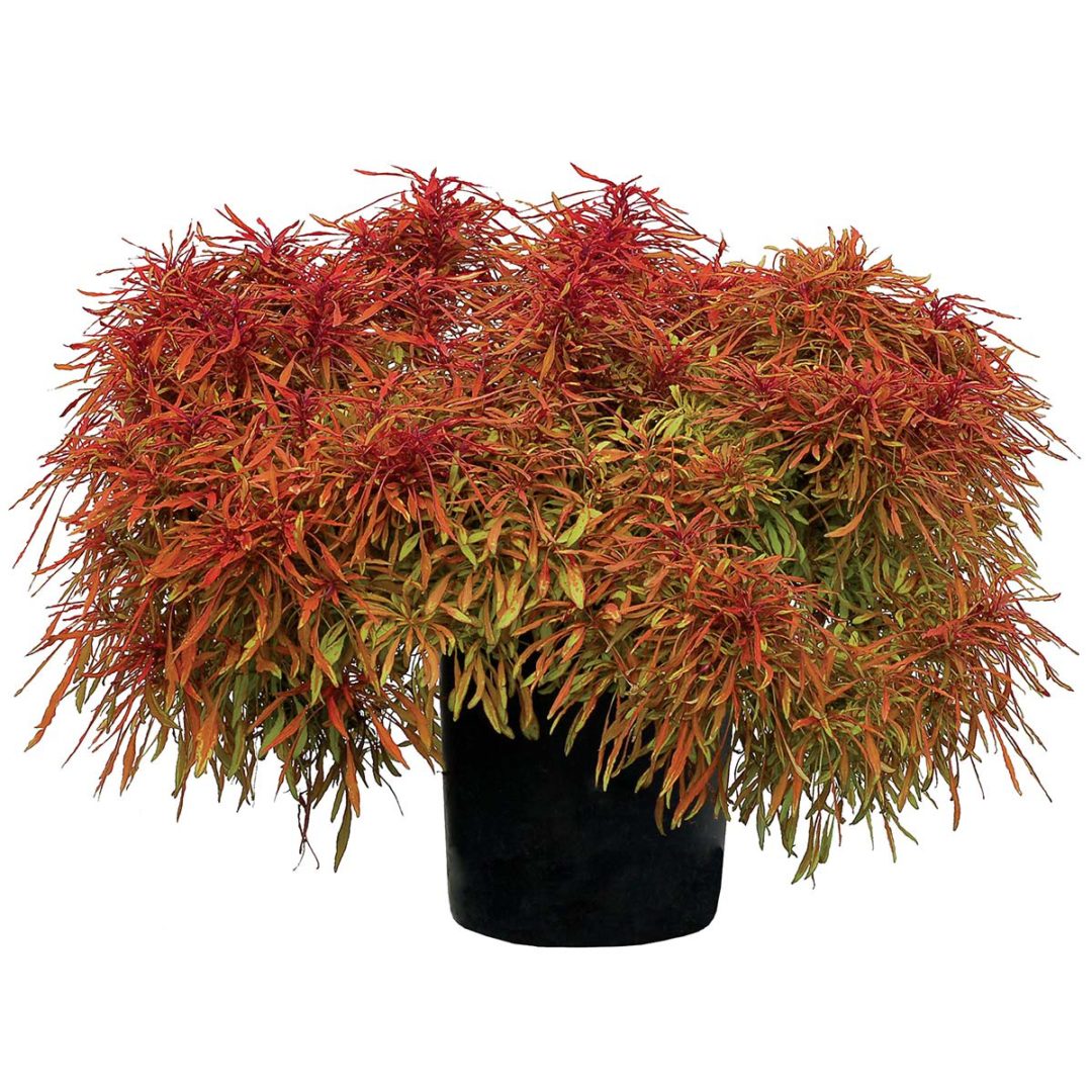 Coleus FANCY FEATHERS™ ‘Copper’ | TERRA NOVA® Nurseries, Inc.