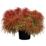 Coleus FANCY FEATHERS™ ‘Copper’ | TERRA NOVA® Nurseries, Inc.