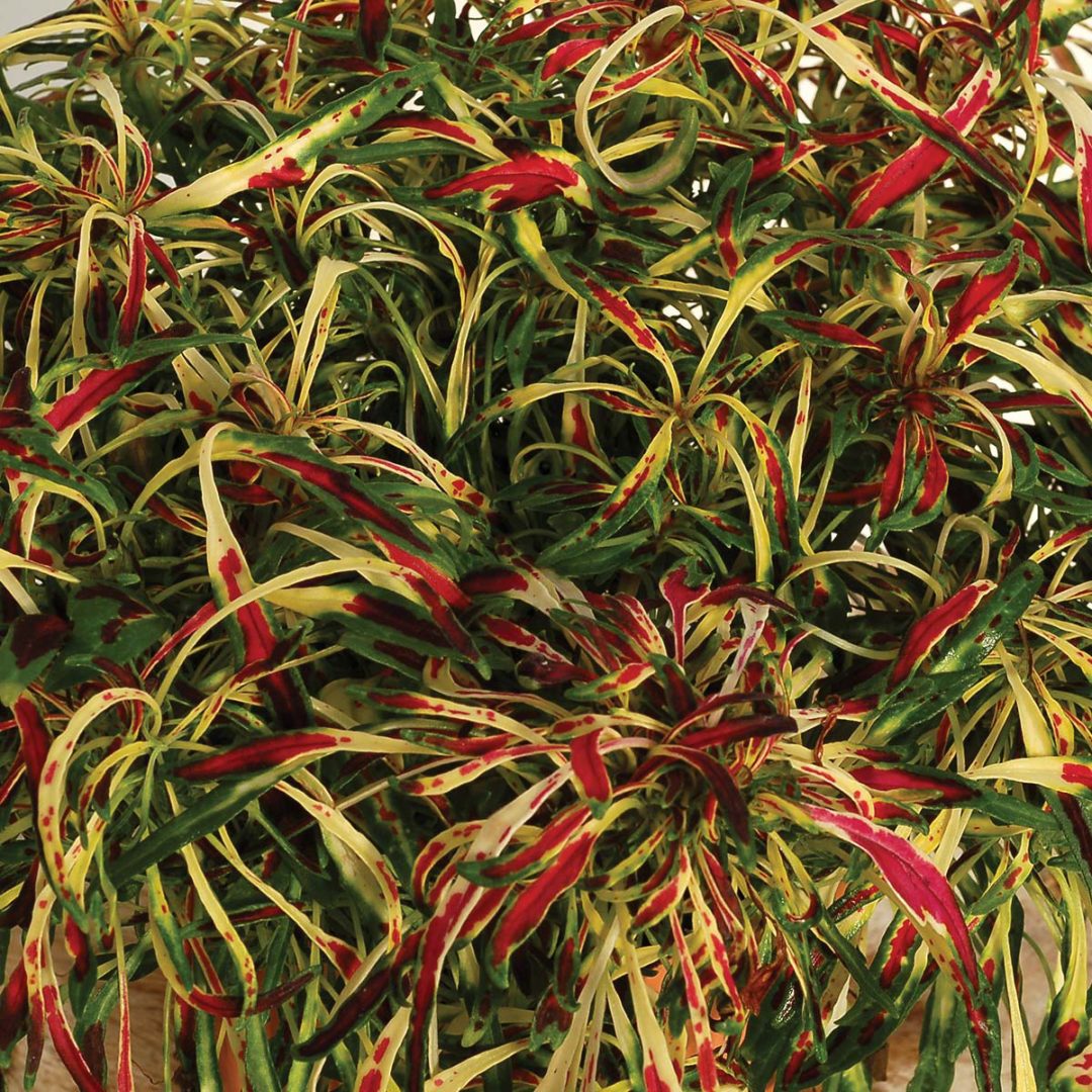 Coleus FANCY FEATHERS™ ‘Pink’ | TERRA NOVA® Nurseries, Inc.