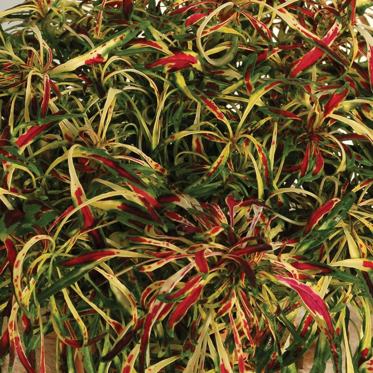 Coleus FANCY FEATHERS™ ‘Pink’ | TERRA NOVA® Nurseries, Inc.