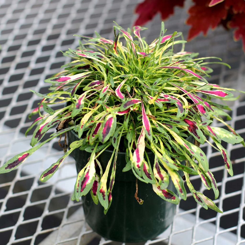 Coleus FANCY FEATHERS™ ‘Pink’ | TERRA NOVA® Nurseries, Inc.