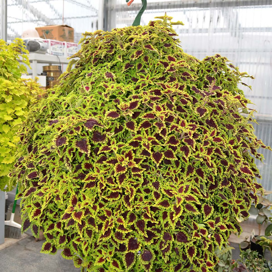 Coleus FLYING CARPET™ ‘Zinger’ | TERRA NOVA® Nurseries, Inc.