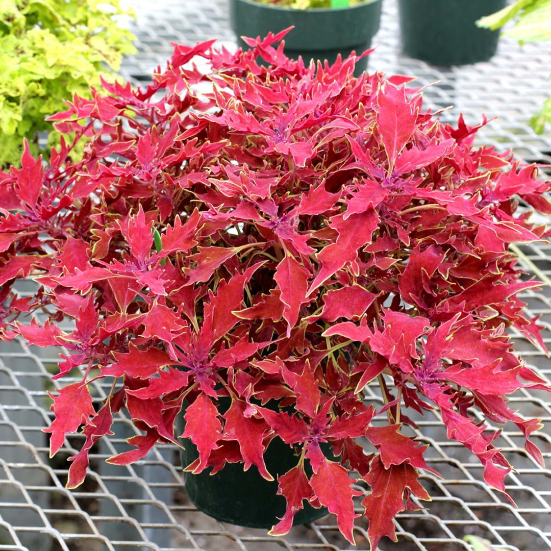 Coleus HIPSTERS™ ‘Luca’ | TERRA NOVA® Nurseries, Inc.