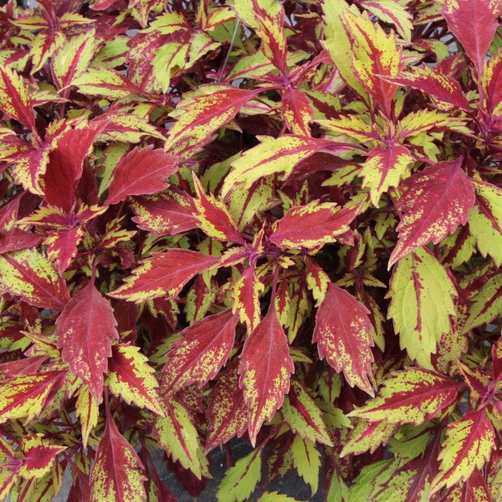 Coleus TERRA NOVA® ‘Peach Julep’ | TERRA NOVA® Nurseries, Inc.