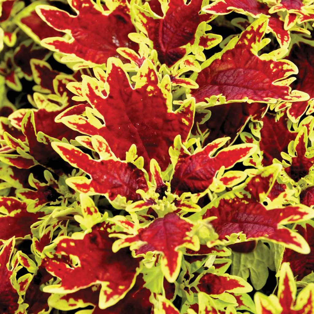 Coleus TERRA NOVA® ‘Bright Spark’ | TERRA NOVA® Nurseries, Inc.
