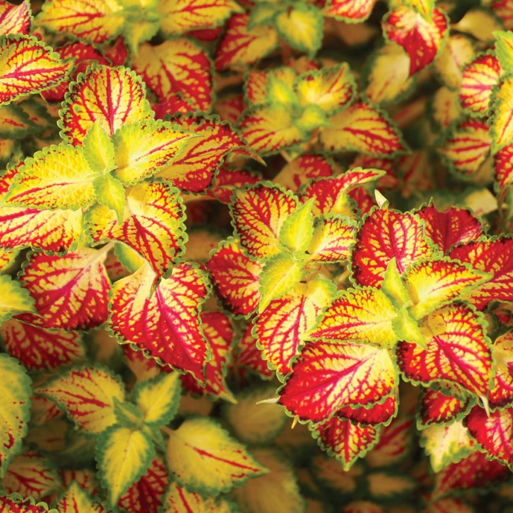 Coleus TERRA NOVA® ‘Electric Slide’ | TERRA NOVA® Nurseries, Inc.