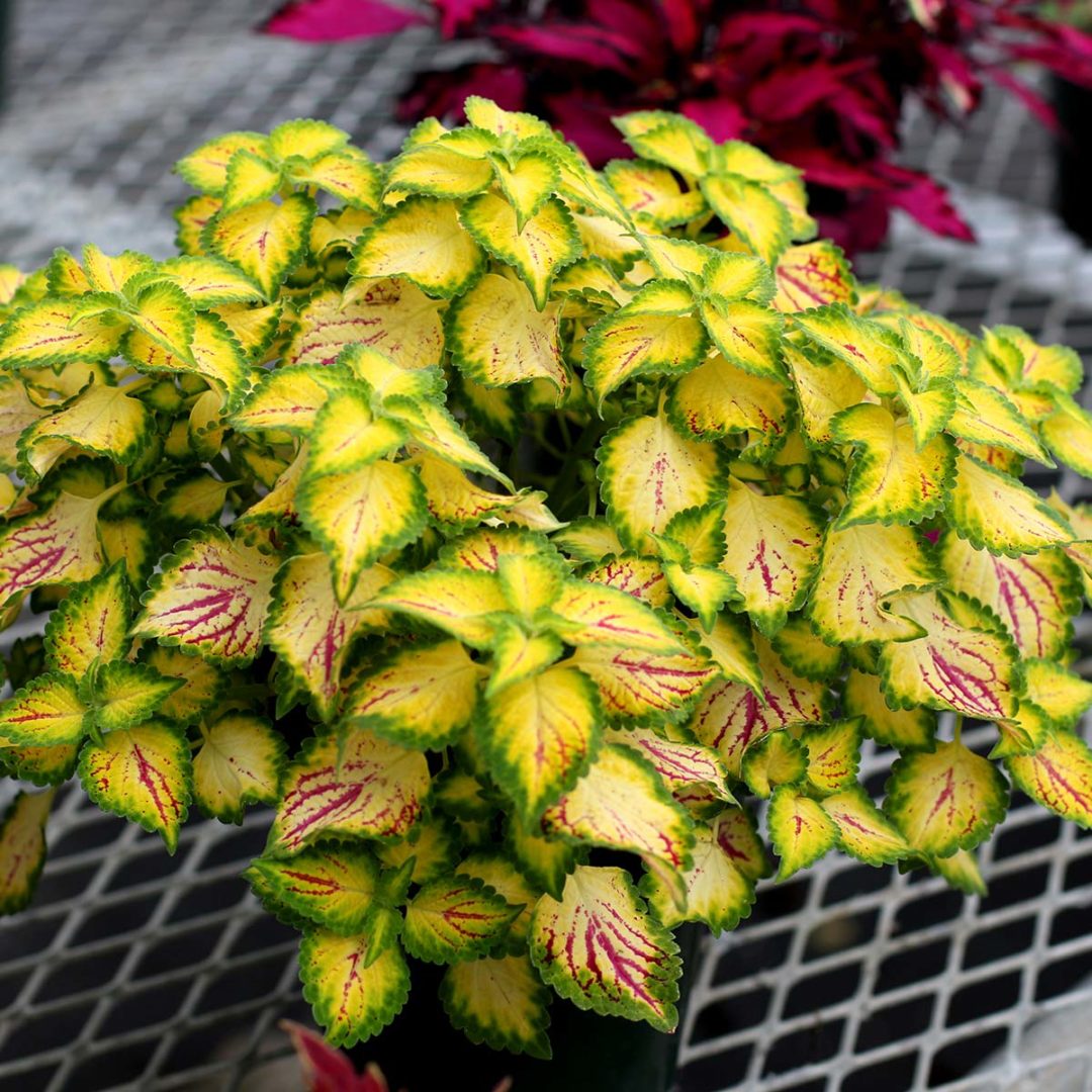 Coleus TERRA NOVA® ‘Electric Slide’ | TERRA NOVA® Nurseries, Inc.