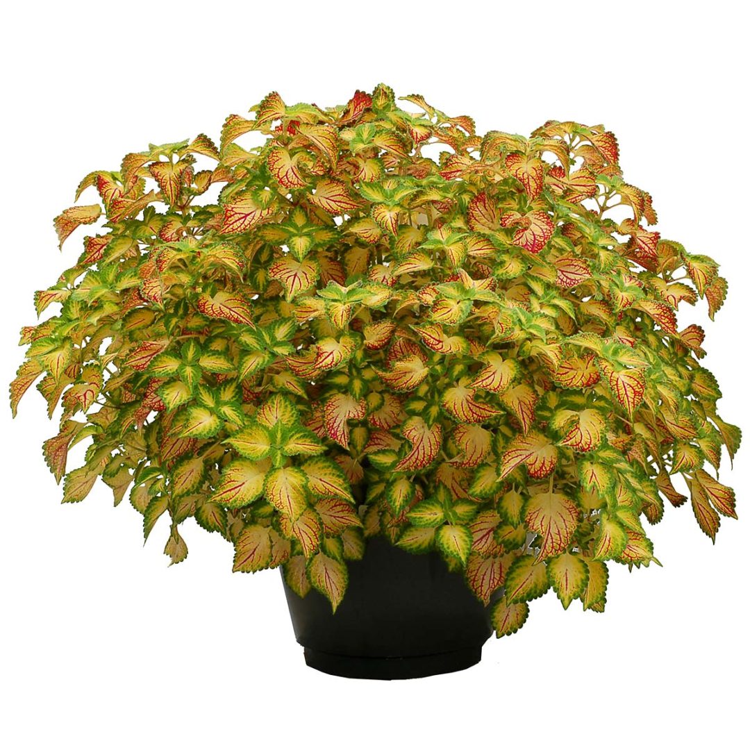 Coleus TERRA NOVA® ‘Electric Slide’ | TERRA NOVA® Nurseries, Inc.