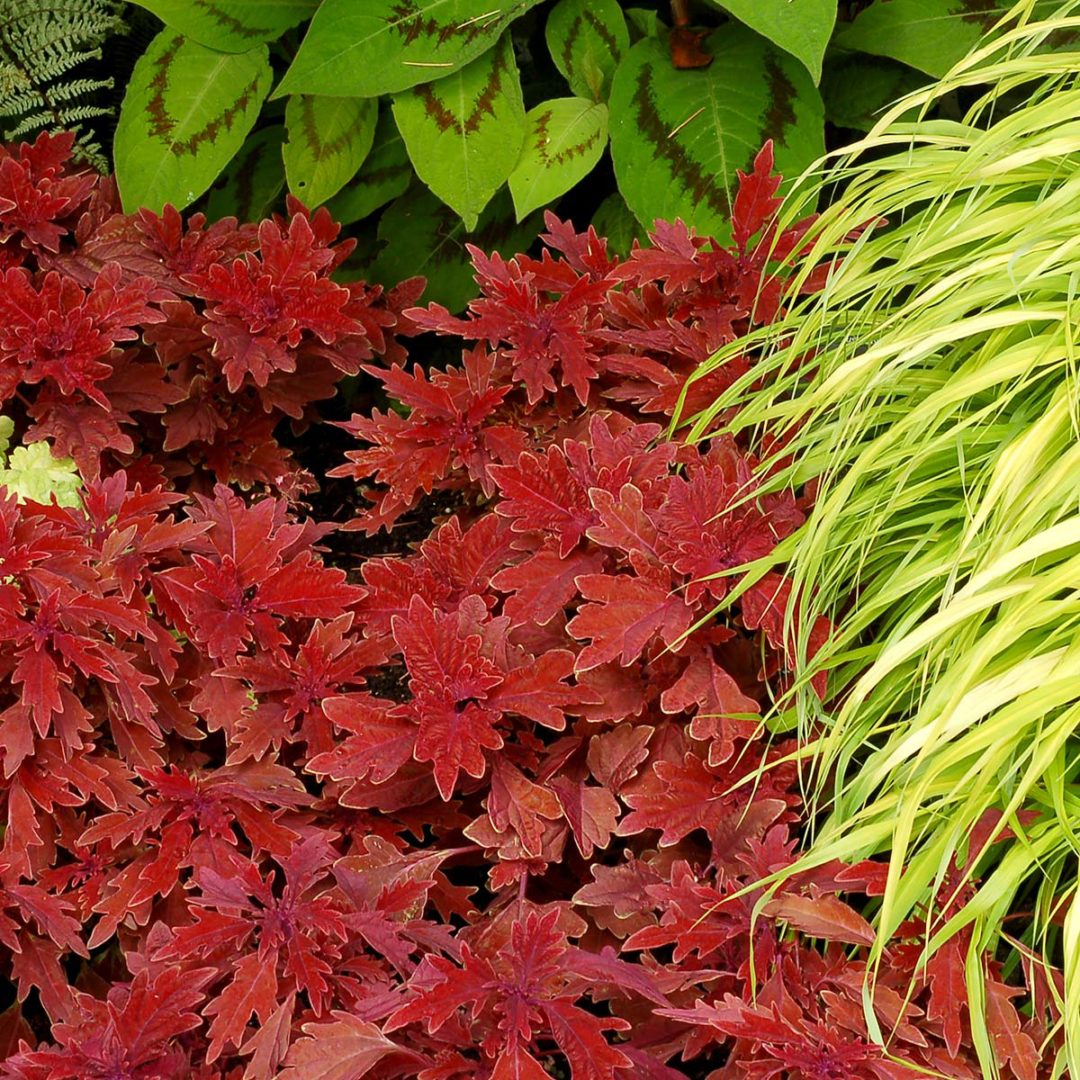 Coleus TERRA NOVA® ‘Fiona’ | TERRA NOVA® Nurseries, Inc.