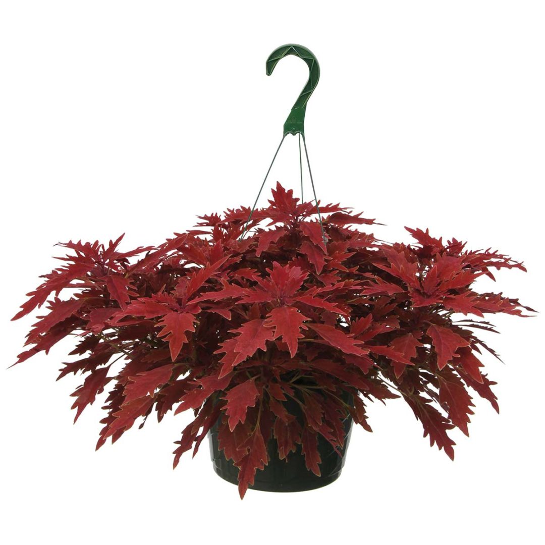 Coleus TERRA NOVA® ‘Fiona’ | TERRA NOVA® Nurseries, Inc.