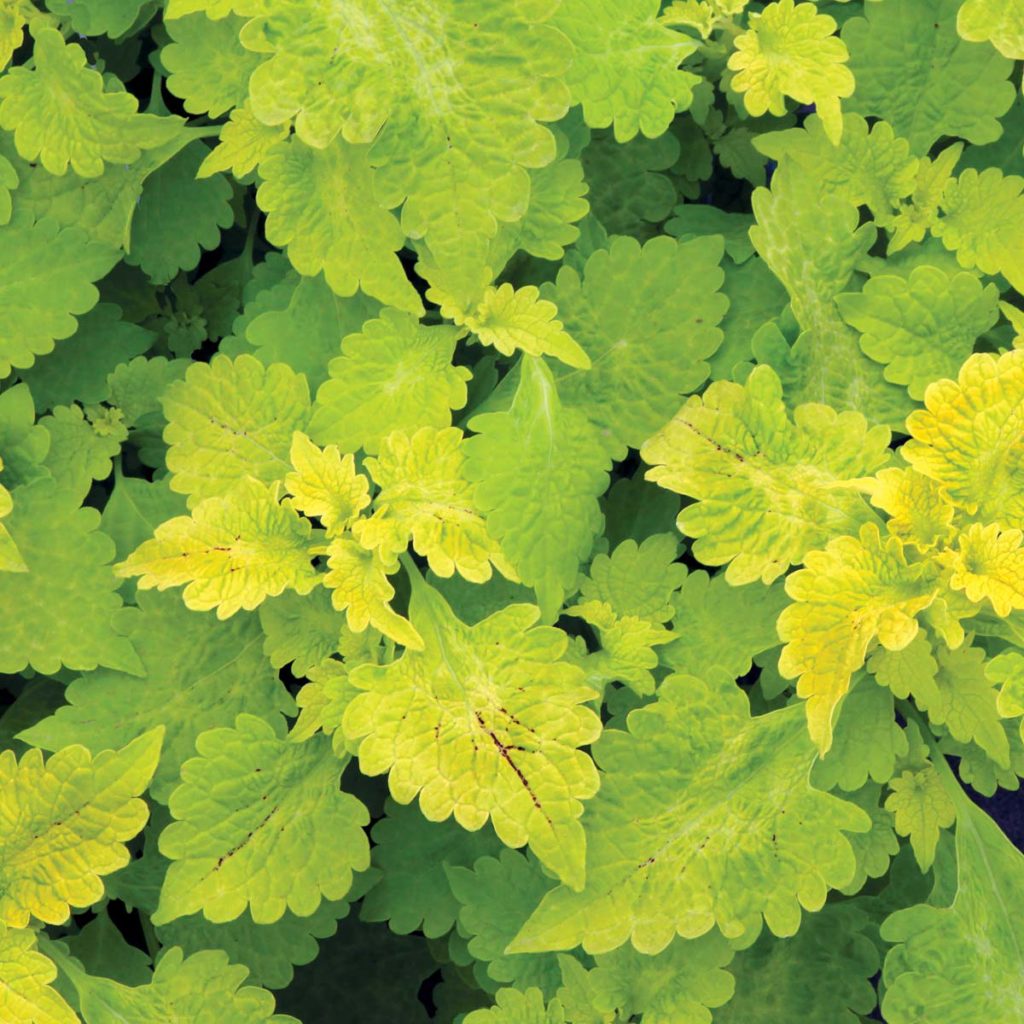 Coleus | TERRA NOVA® Nurseries, Inc.