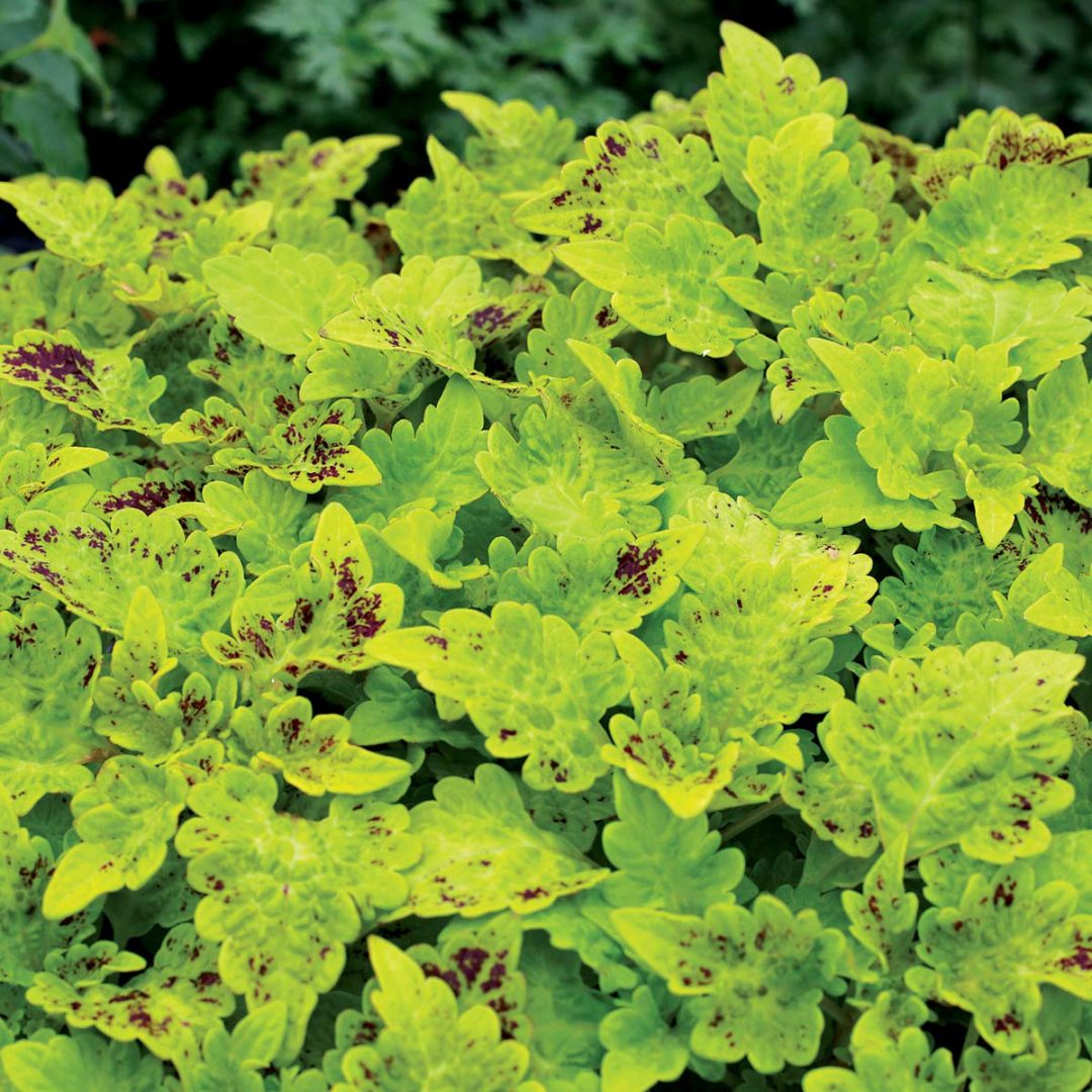 Coleus TERRA NOVA® ‘Lavish Lime’ | TERRA NOVA® Nurseries, Inc.