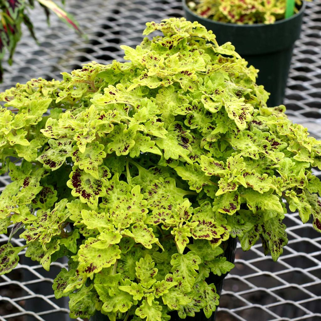 Coleus TERRA NOVA® ‘Lavish Lime’ | TERRA NOVA® Nurseries, Inc.