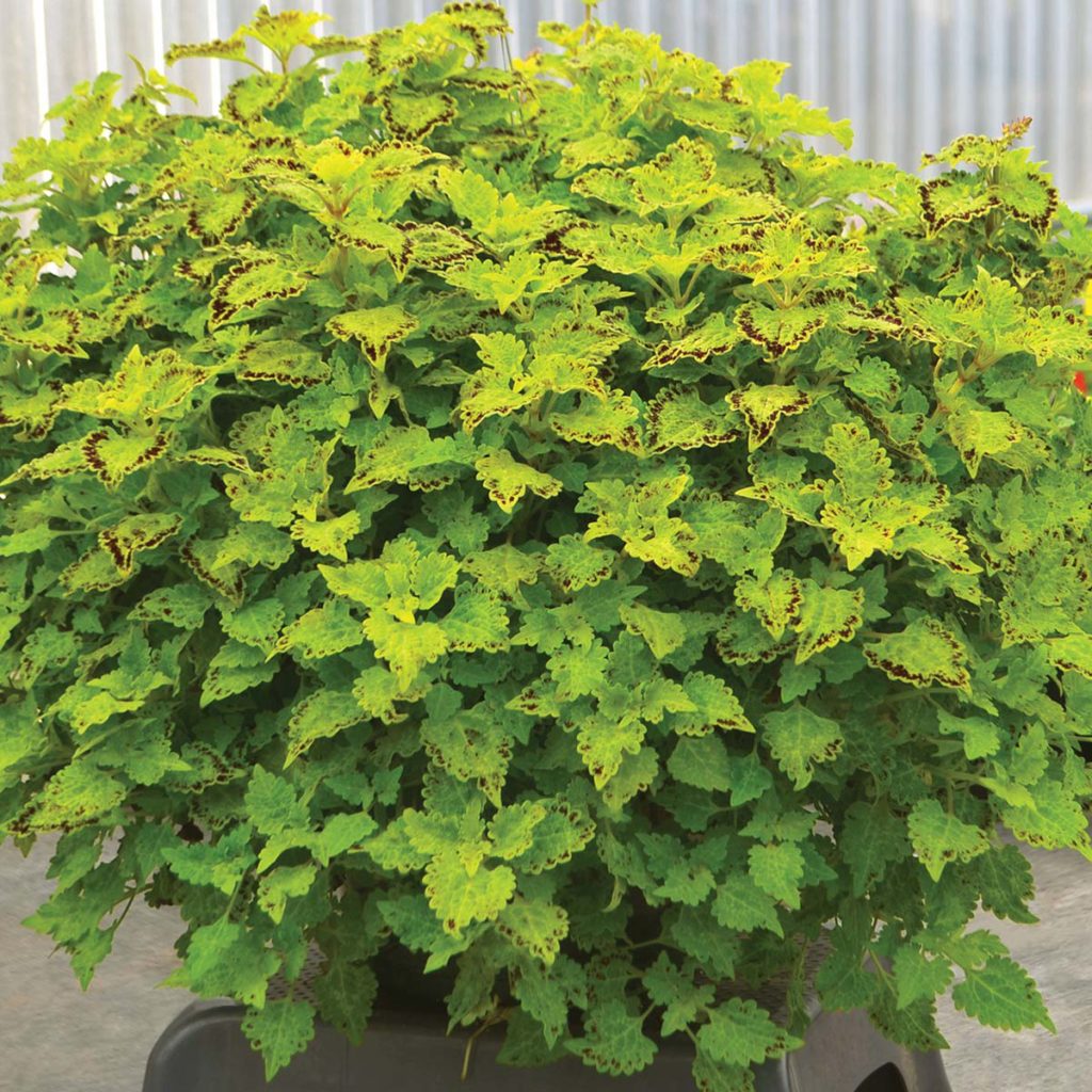 Coleus TERRA NOVA® ‘Lavish Lime’ | TERRA NOVA® Nurseries, Inc.