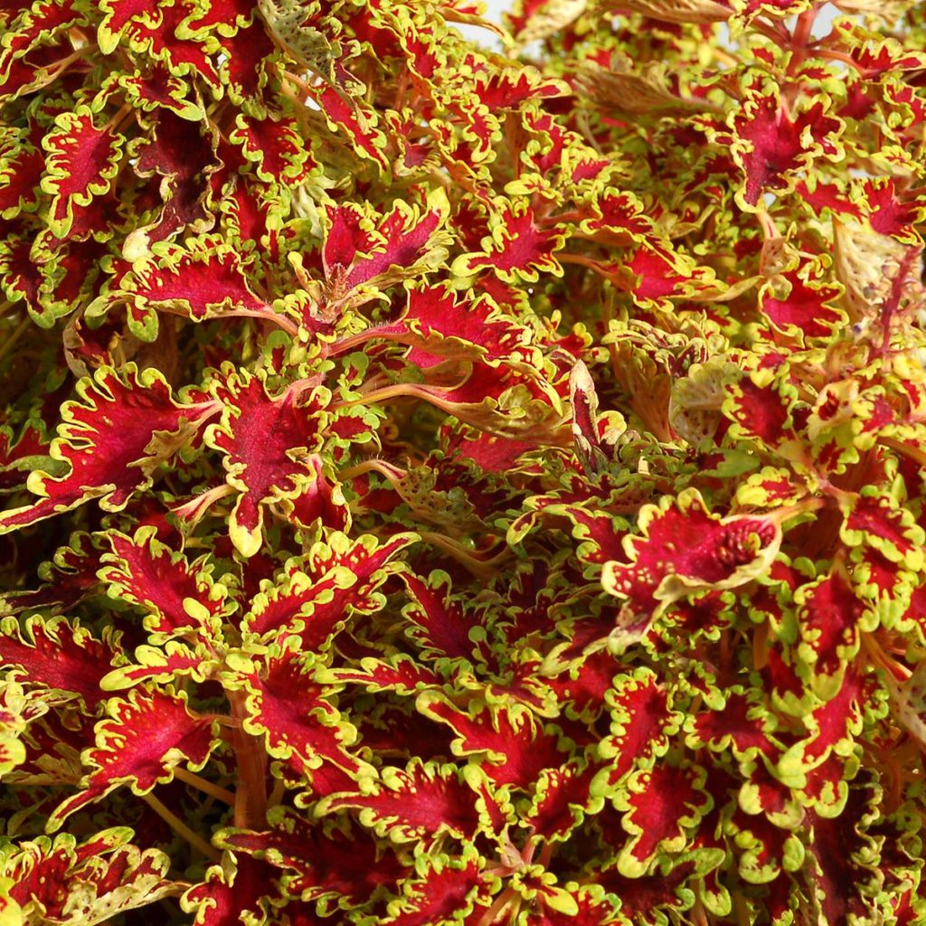 Coleus FANCY FEATHERS™ ‘Copper’ | TERRA NOVA® Nurseries, Inc.