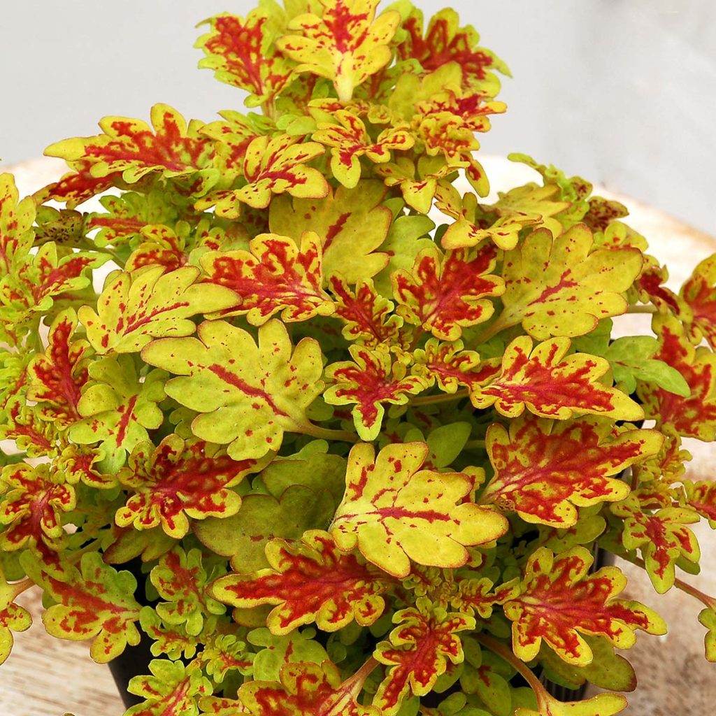 Coleus TERRA NOVA® ‘Persia’ | TERRA NOVA® Nurseries, Inc.