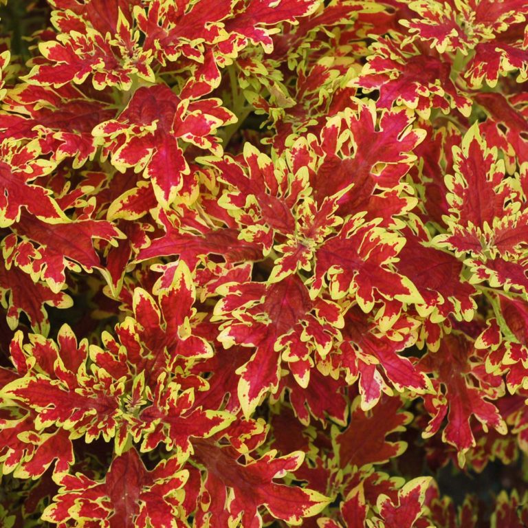 Coleus FANCY FEATHERS™ ‘Copper’ | TERRA NOVA® Nurseries, Inc.