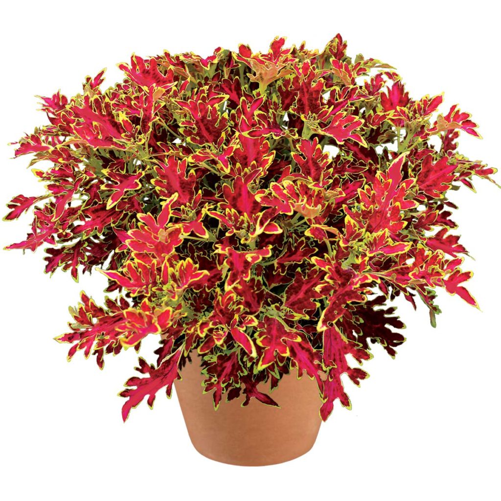Coleus WILDFIRE™ ‘Blaze’ | TERRA NOVA® Nurseries, Inc.